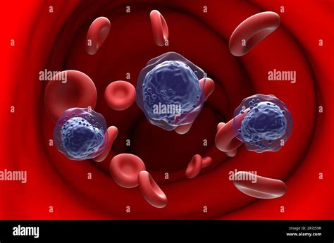 Acute Myeloid Leukemia Aml Cells In Blood Flow Section View 3d