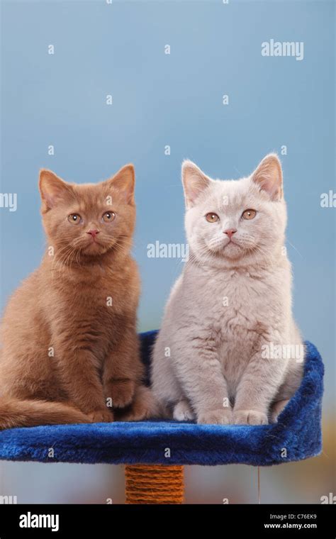 British Shorthair Cats Kittens Cinnamon And Fawn 3 Month Cat Tree