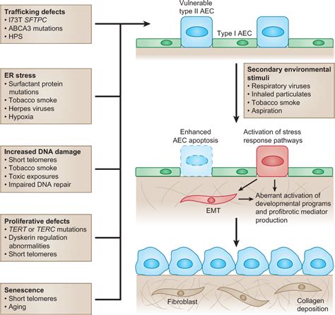 Idiopathic Pulmonary Fibrosis Pathogenesis