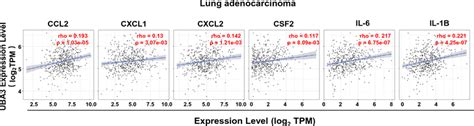 Correlation Between The Levels Of Expression Of Uba3 And Cytokines The