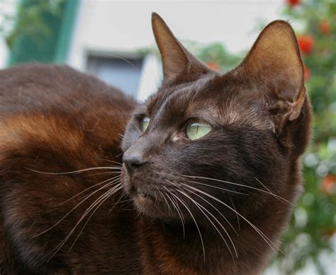 Havana Brown Cat For Sale Petsforhomes Australia