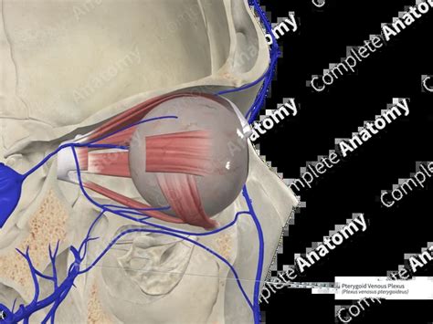 Pterygoid Venous Plexus Complete Anatomy