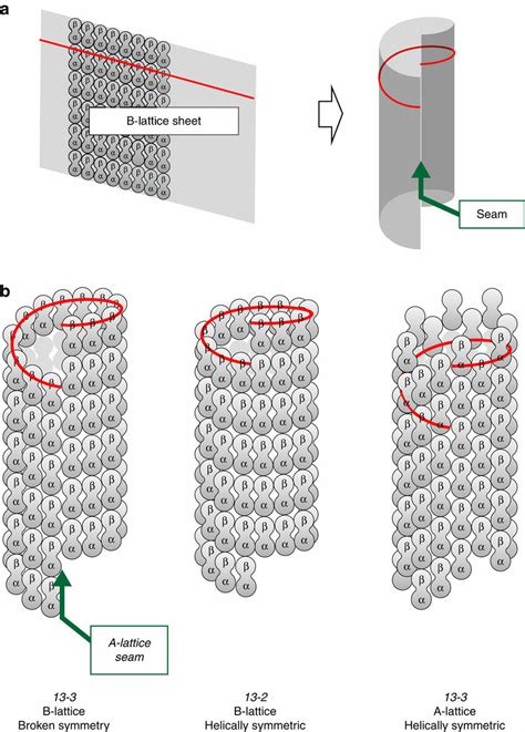 Mt Lattice Packing Of Tubulin Heterodimers Adjacent Pfs Within A Mt Download Scientific