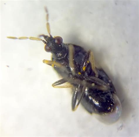 Orius Insidiosus Orius Tristicolor Bugguide Net