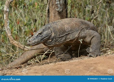 Gigantic Komodo Dragon In The Beautiful Nature Habitat On A Small
