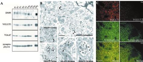 Vglut2 Localizes To Synaptic Vesicles A Immunoblot Analysis Of Rat Download Scientific