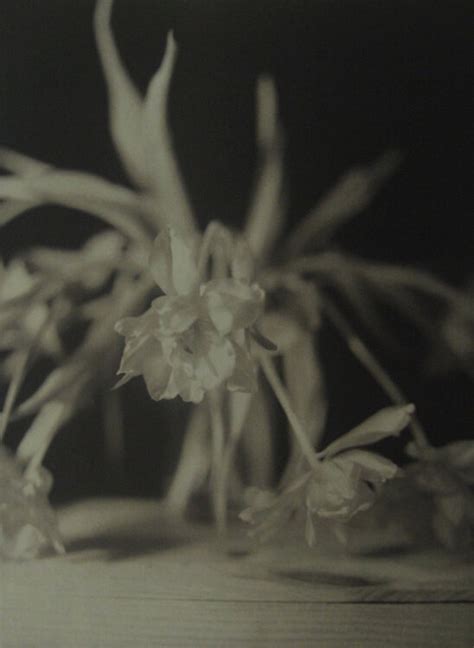 Jan Van Leeuwen Still Life — Pdnb Gallery Photographs Do Not Bend