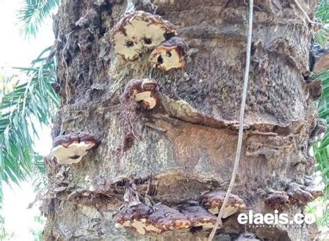 Waspada Jamur Ganoderma Ancam Tanaman Sawit