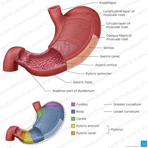 Human Stomach Picture