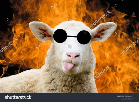 Sheep Laughing Meme Poster Funny Sheep Wearing Sunglasses
