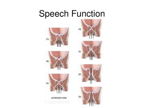 Ppt Phonation Physiology Chapter 5 Powerpoint Presentation Free
