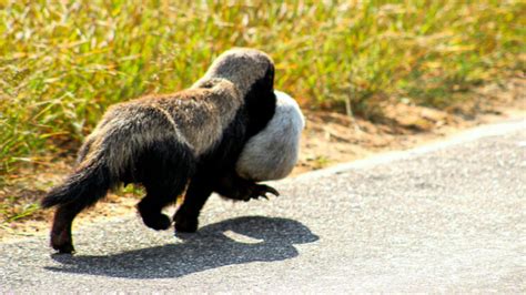 Elusive Honey Badger Mother Caught Carrying Cub To Den