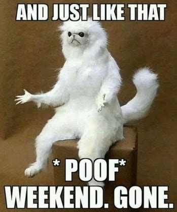 The Best Poof Memes Memedroid
