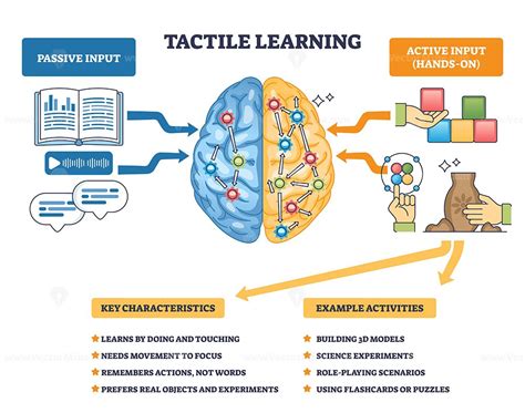 Tactile Learning Outline Contrasts Passive Input With Hands On Actions