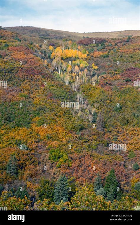 Fall Color Gambel Oak Quaking Aspen And Colorado Blue Spruce In Sw