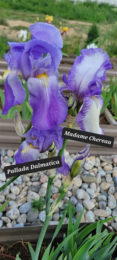 Rare Very Historic ~1600 Iris Pallada Dalmatica Ships Now Etsy