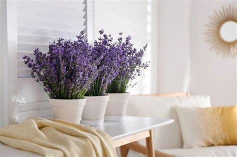 A Guide To Growing Lavender Indoors