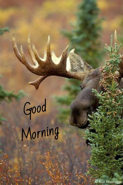 Discover 210 Good Morning Ideas Country Life Good Morning Coffee