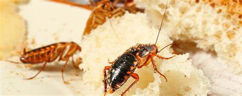 What Does Cockroach Eat In Your Home Rentokil Indonesia