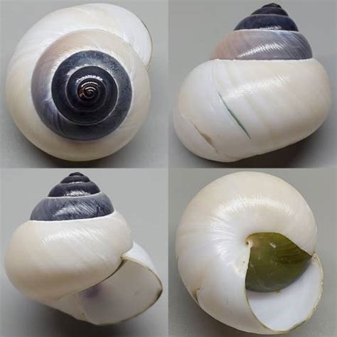 Asperitas Everetti 3559906