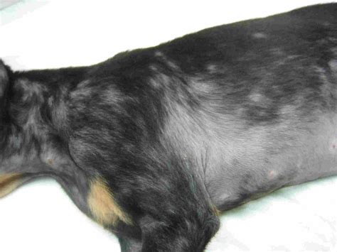 ¿enfermedades De Piel En Perros Conoce Todo Aquí