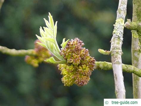 Arizona Ash Fraxinus Velutina