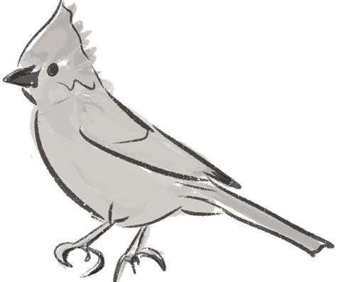 Bird Type Titmouse The Noticers Monthly