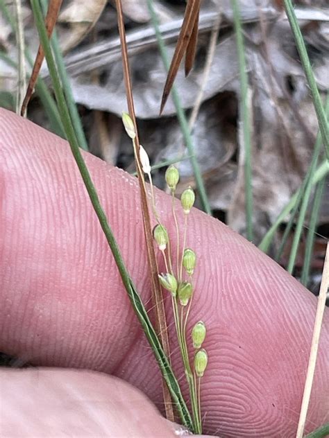 Slim Leaf Witchgrass From Pine Gulch Trail Smithville Tx Us On