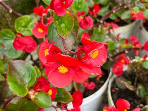 Wax Begonia Vs Tuberous Begonia Key Differences Explained Foliage