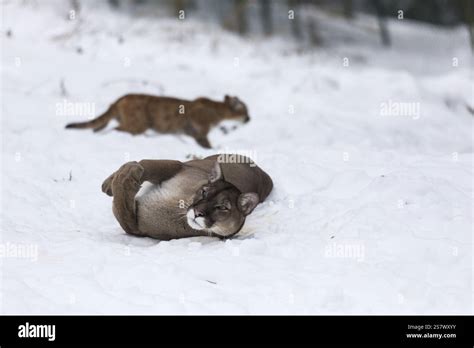One Dult Male Cougar Puma Concolor Grooming Himself Lying On Snow