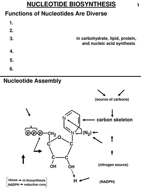 Ppt Nucleotide Biosynthesis Powerpoint Presentation Free Download Id 4741816