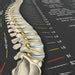 Spinal Nerve Function Chart Etsy Spinal Nerve Function Chart Etsy