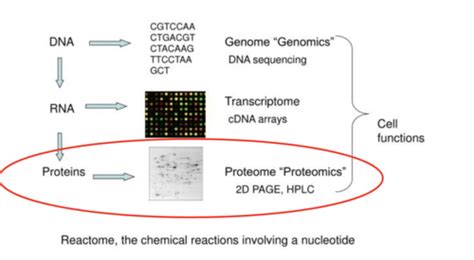 L8 Proteomics System Biology And Personalized Medicine Flashcards