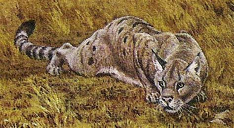 Deadly Prehistoric Cats 10 Ruthless Hunters That Roamed The Planet