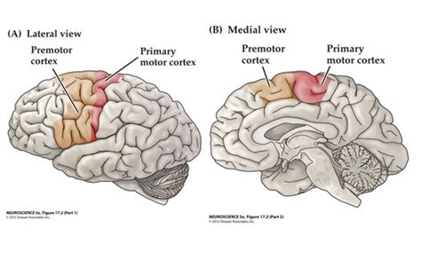 Motor Cortex And Voluntary Movements Flashcards Quizlet