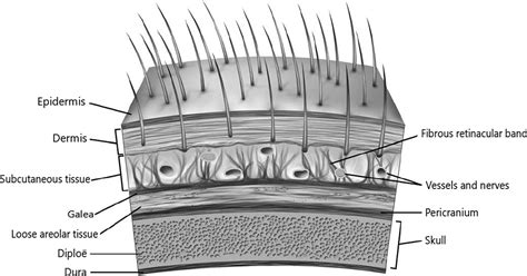 Management Of Scalp Injuries Oral And Maxillofacial Surgery Clinics