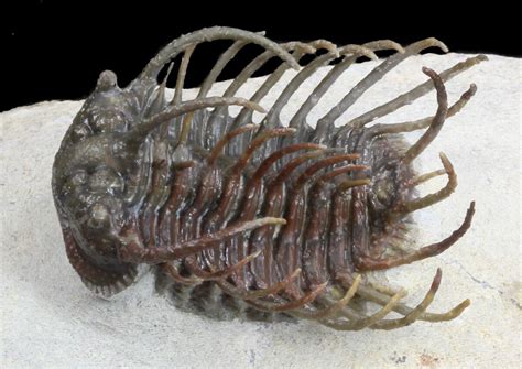Exceptional Koneprusia Trilobite 1 6 Long 36590 For Sale