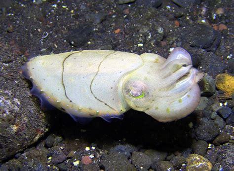 Ascarosepion Latimanus Bali