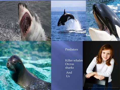 Ppt Sea Lion Powerpoint Presentation Free Download Id2827220