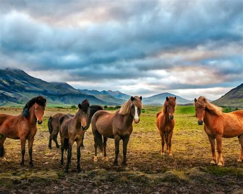 Wallpaper Mountains Clouds Five Horses 1920x1200 Picture Image