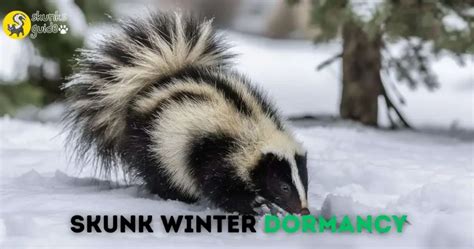 Do Skunks Sleep All Winter Hibernation Facts
