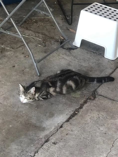 Jitterbug Laying Down Scrolller Jitterbug Laying Down Scrolller