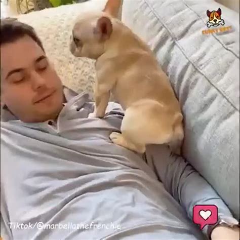 Cory Clement On Linkedin Dogs Are The Absolute Best Unconditional