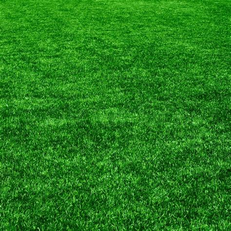 The Grass From Golf Field Texture Of Stock Image Colourbox