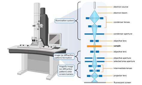 Introduction To Transmission Electron Microscopy The Phage