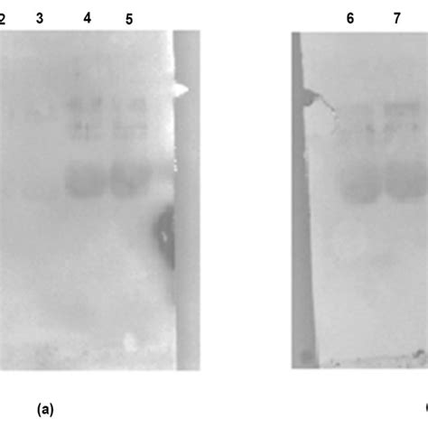 Nitrocellulose Membrane And Sds Page Gel After Protein Transfer A Download Scientific Diagram