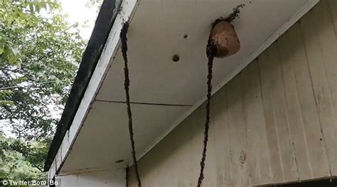 Living Bridge Built By A Million Ants In Brazil Daily Mail Online