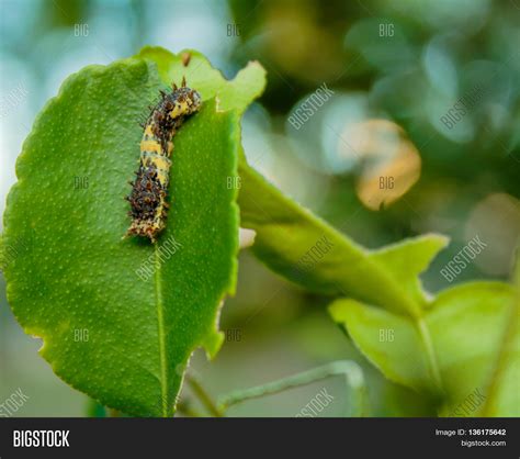 Worms That Eat Tree Leaves At Bryan Polley Blog