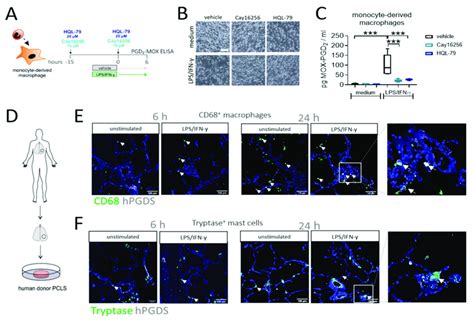 Inhibition Of Hpgds Prevents Pgd 2 Production By Human Monocyte Derived