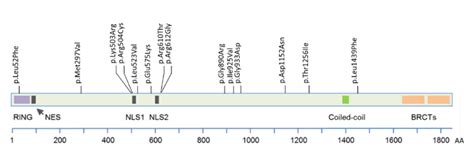 Schematic Presentation Of Brca1 And Location Of The Investigated